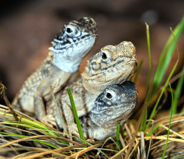 Wildlife Health Australia